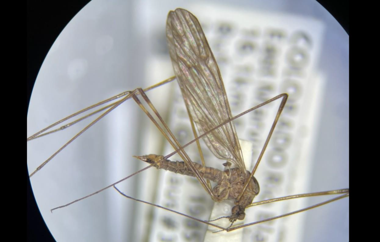 A Case of Mistaken Identity in the World of Crane Flies – The Academy ...