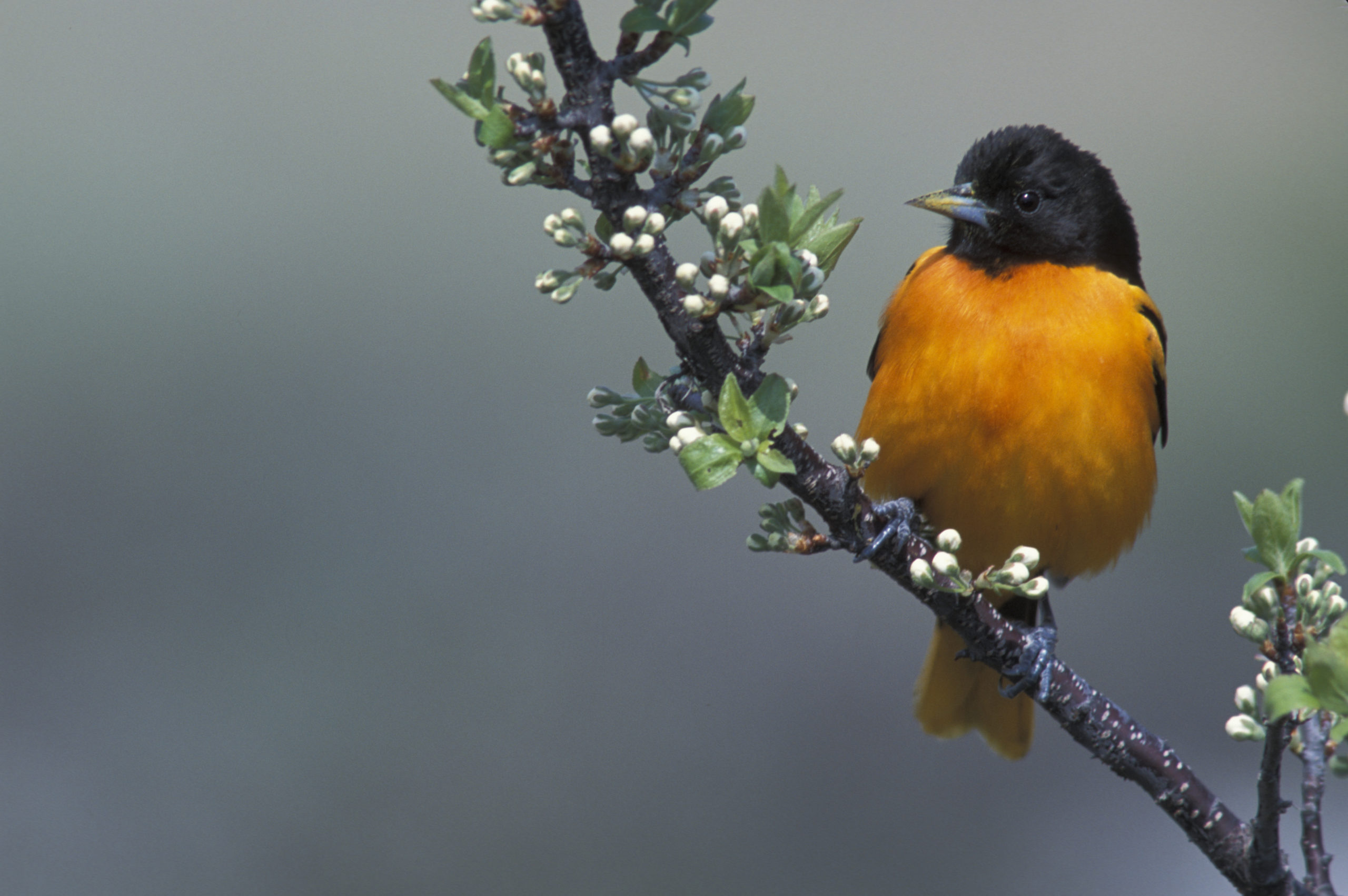 Simple Ways to Support Spring Bird Migration – The Academy of Natural ...